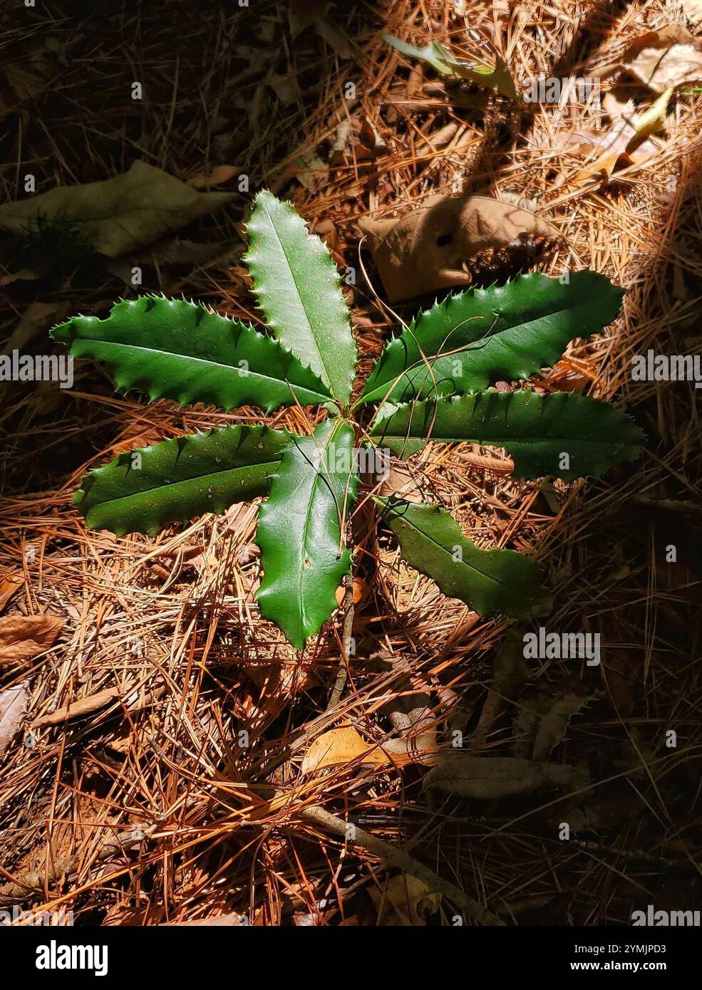 Chinese Photinia (Photinia serratifolia Stock Photo - Alamy