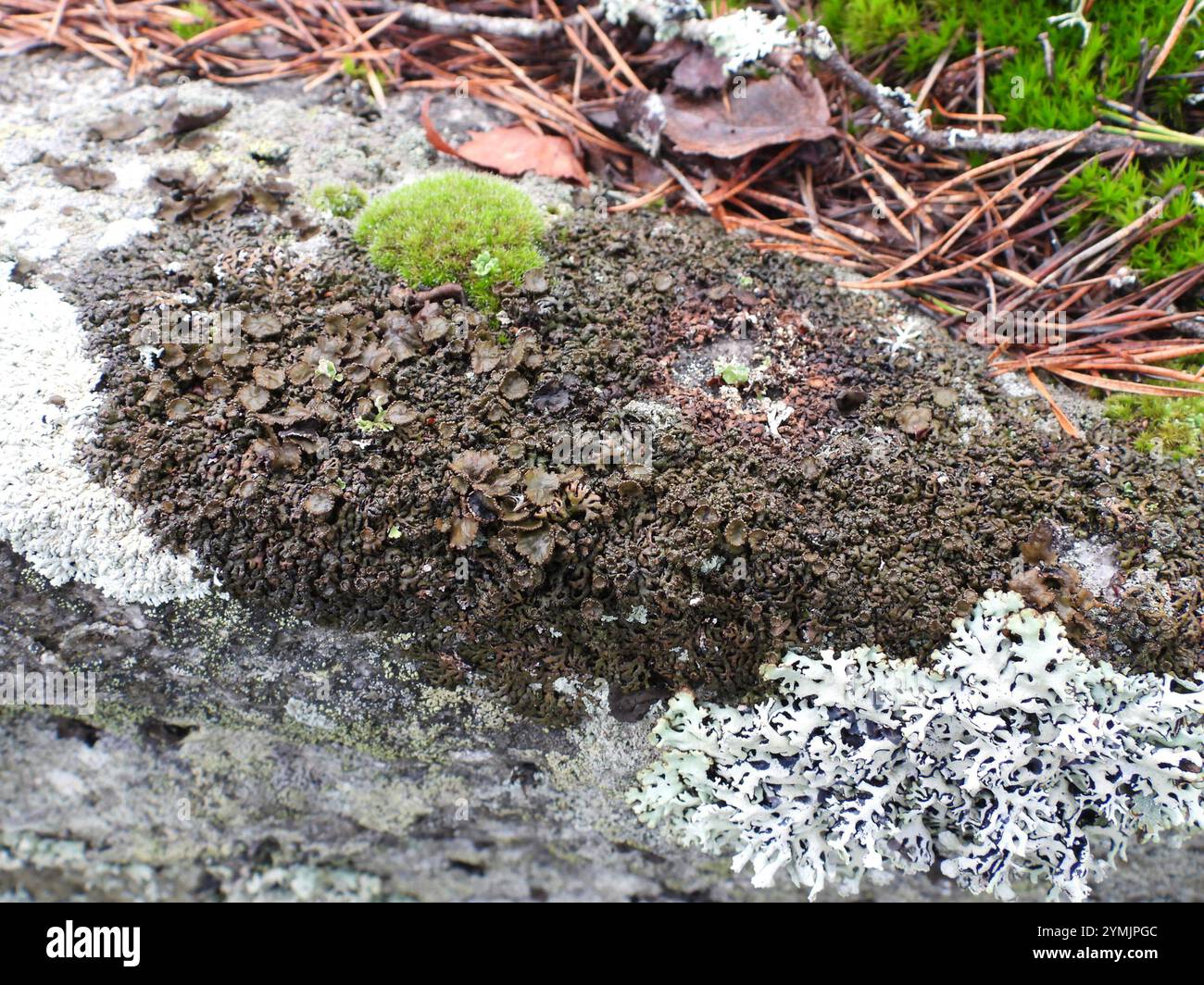 Stygian hi-res stock photography and images - Alamy
