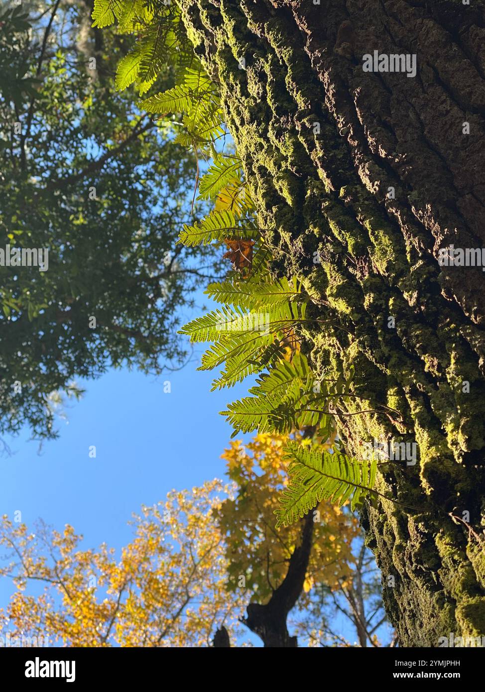 resurrection fern (Pleopeltis michauxiana Stock Photo - Alamy