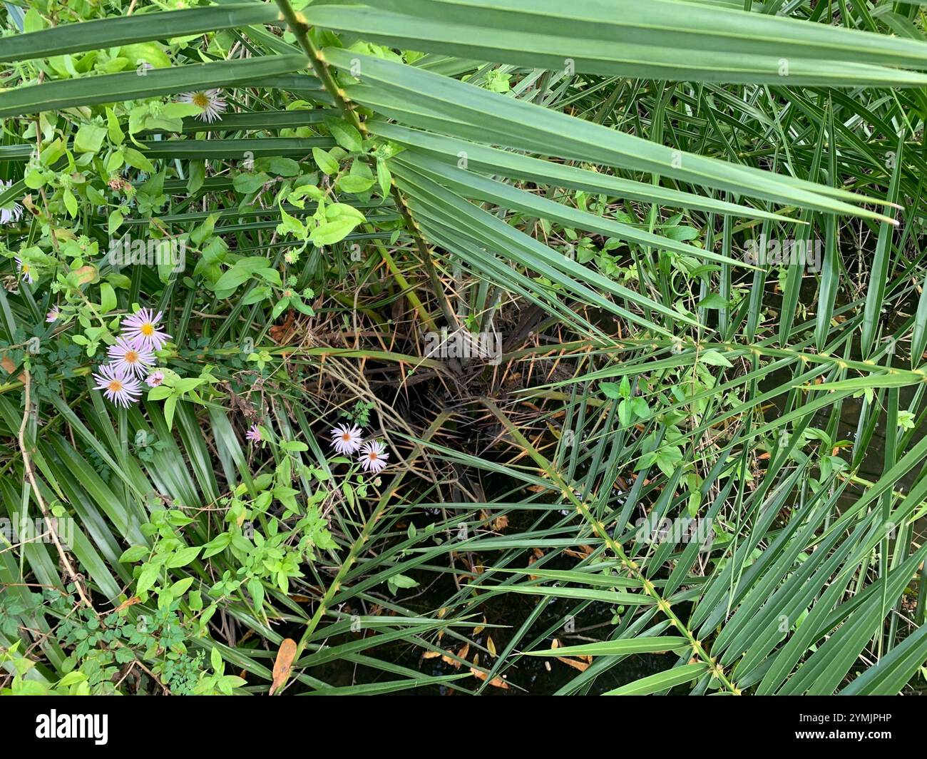 Reclining Date Palm (Phoenix reclinata Stock Photo - Alamy