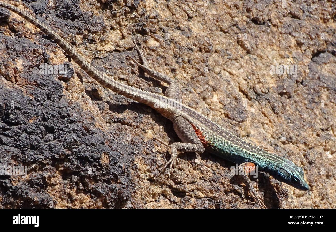 Augrabies flat lizard (Platysaurus broadleyi Stock Photo - Alamy