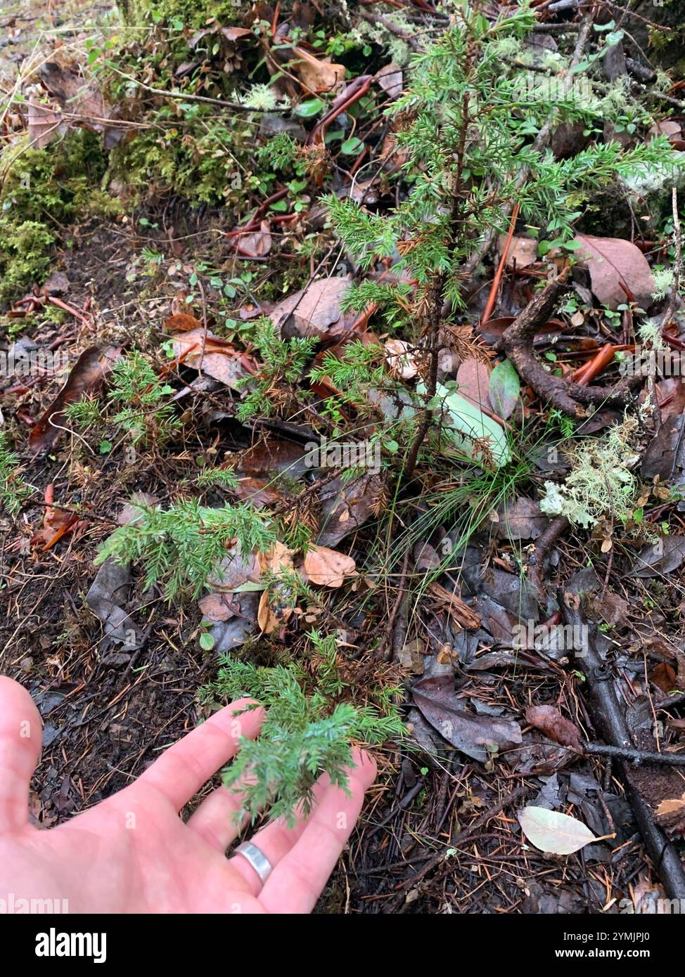 Seaside Juniper (Juniperus maritima Stock Photo - Alamy