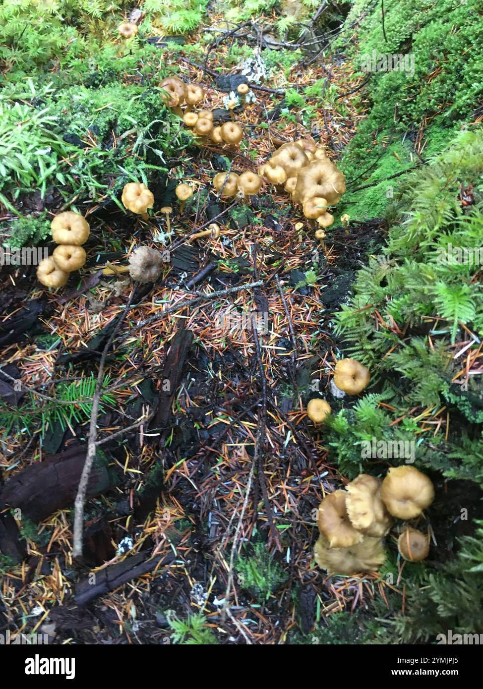Yellowfoot (Craterellus tubaeformis Stock Photo - Alamy