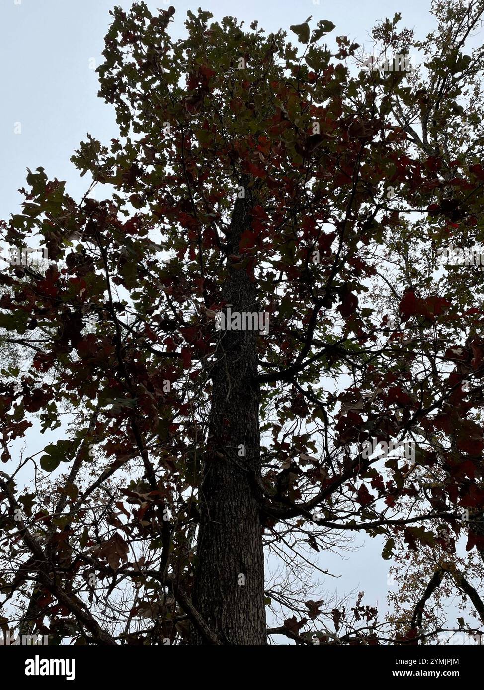 post oak (Quercus stellata Stock Photo - Alamy