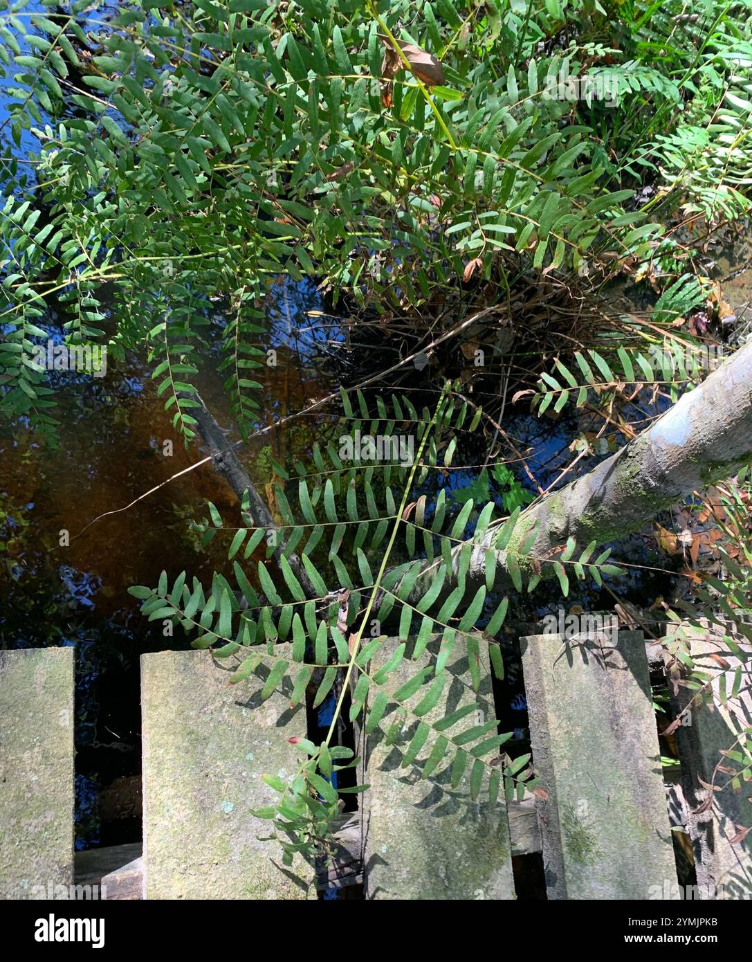 American Royal Fern (Osmunda spectabilis Stock Photo - Alamy