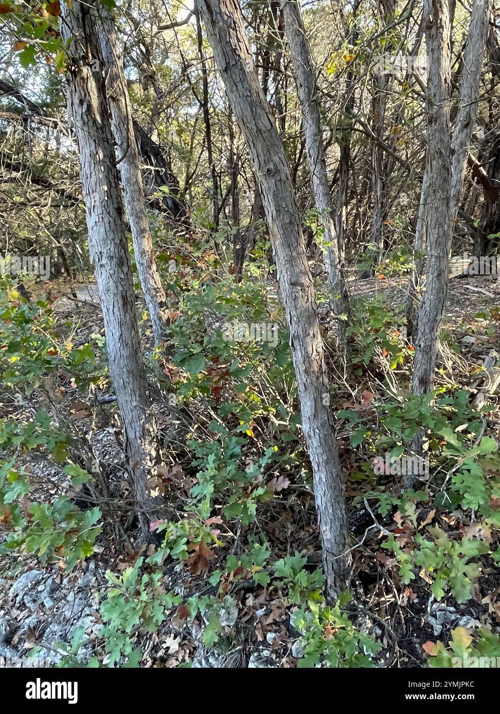 Shin oak hi-res stock photography and images - Alamy