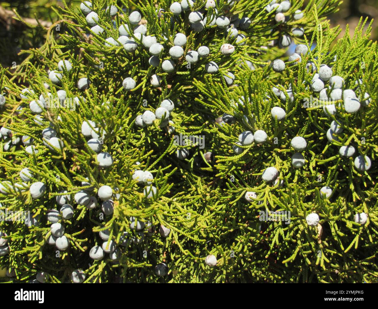 eastern redcedar (Juniperus virginiana Stock Photo - Alamy