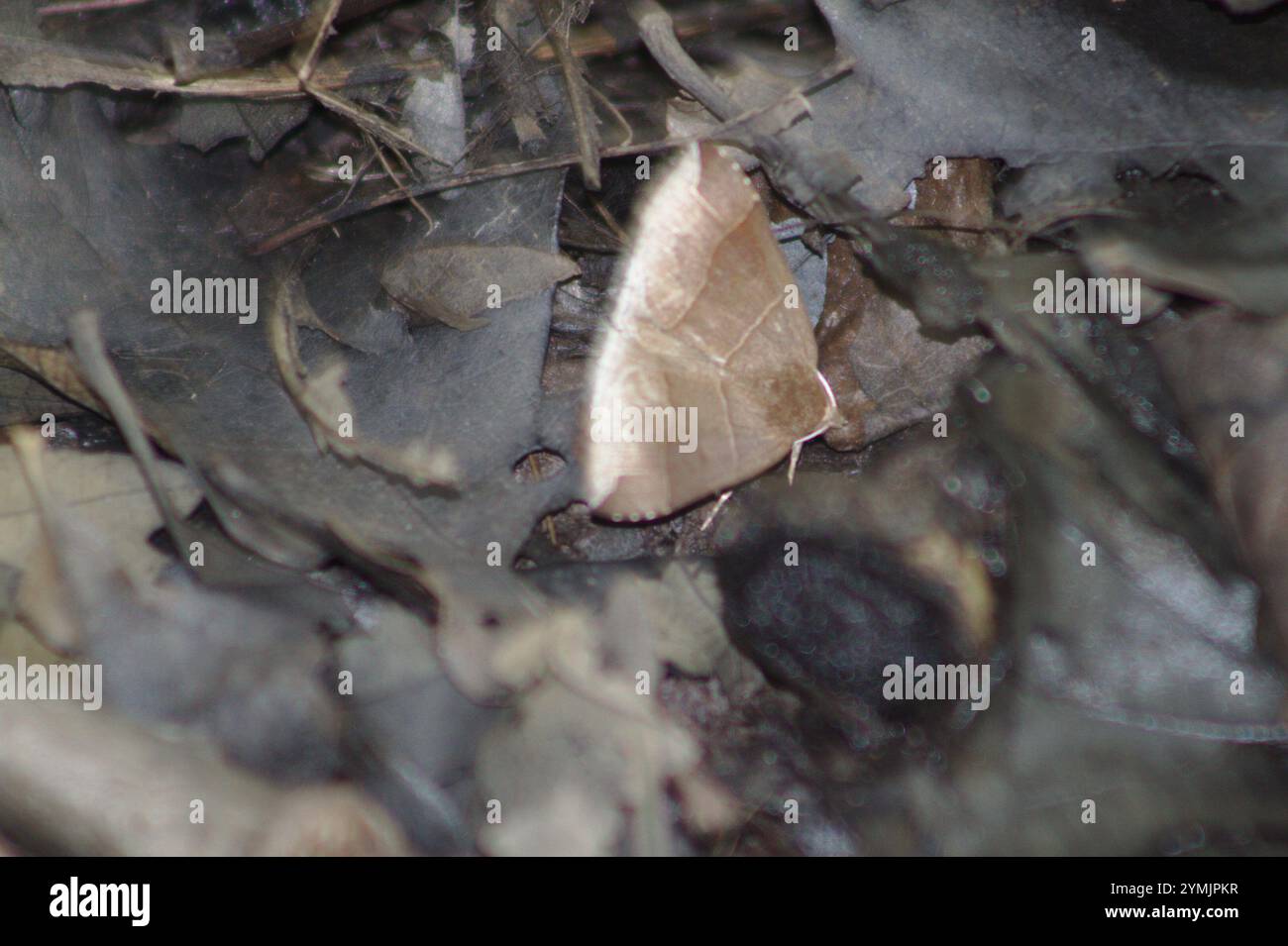 Maple Looper Moth (Parallelia bistriaris Stock Photo - Alamy