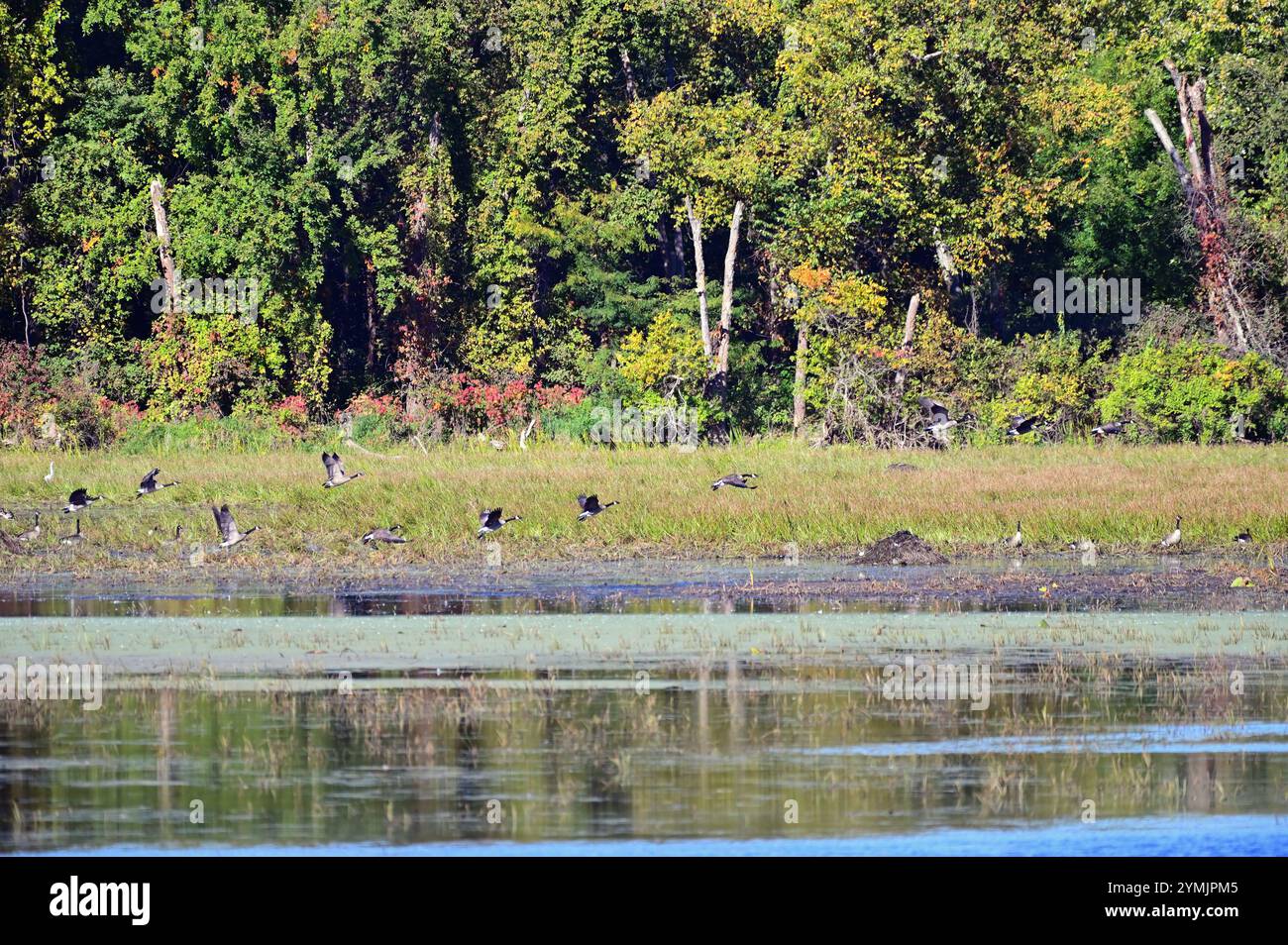 Thomson, Illinois, USA. Geese take flight above a Mississippi River ...