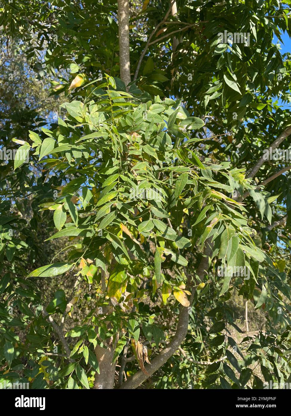 Sapindus drummondii hi-res stock photography and images - Alamy