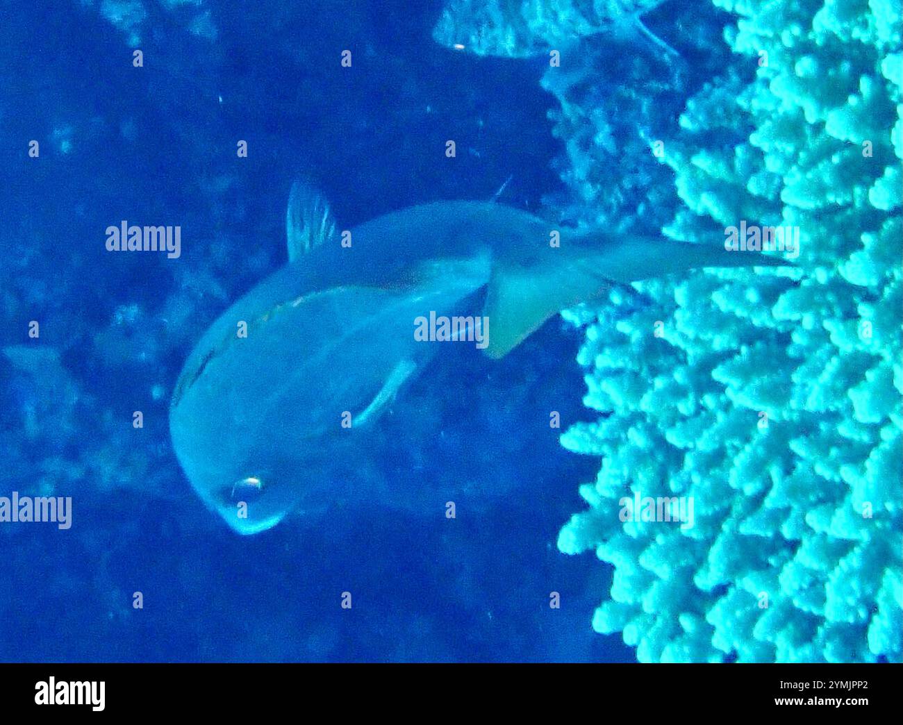 Ray-finned Fishes (Actinopterygii Stock Photo - Alamy