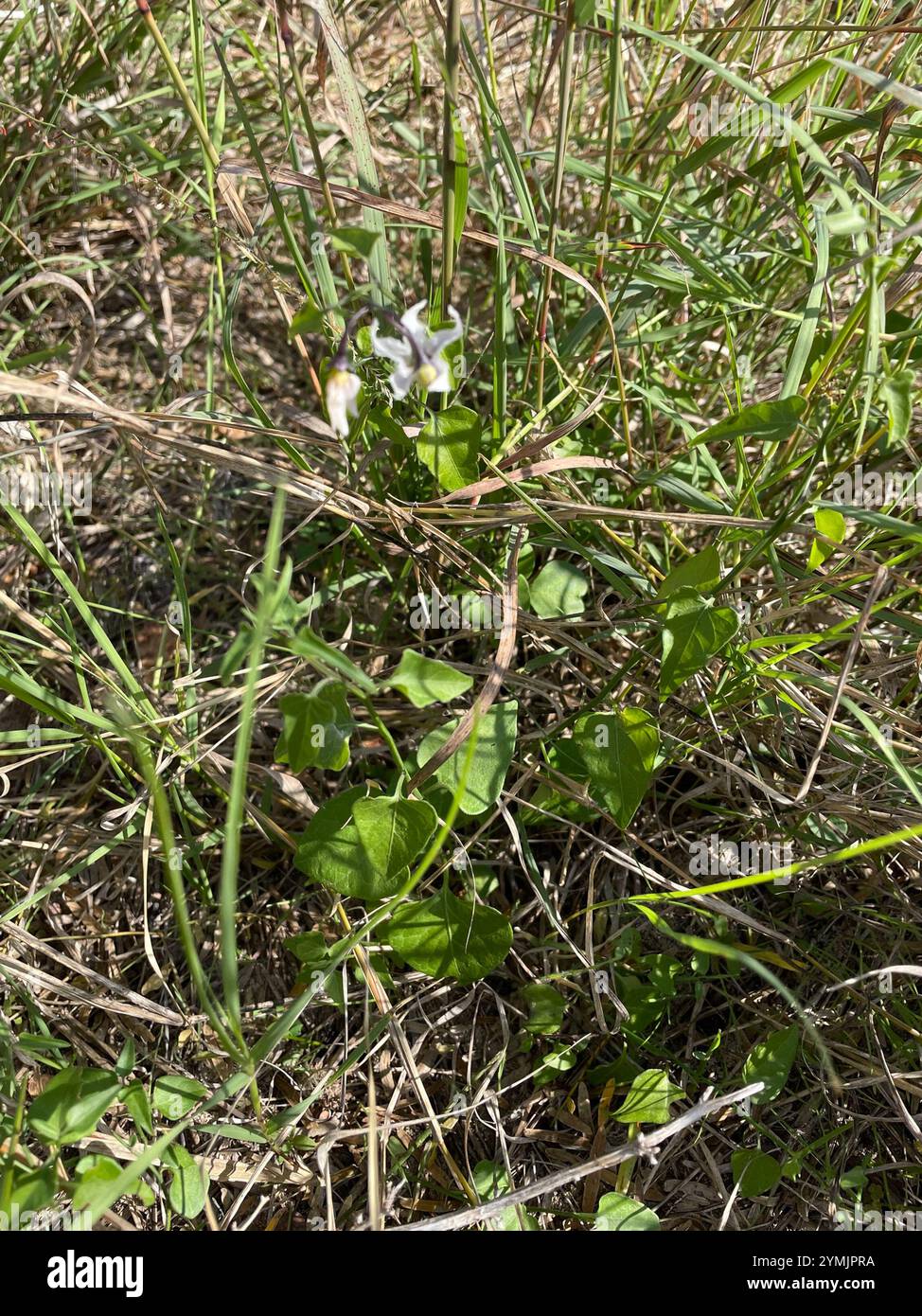 Texas nightshade (Solanum triquetrum Stock Photo - Alamy