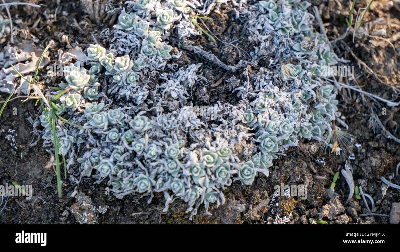 vascular plants (Tracheophyta Stock Photo - Alamy