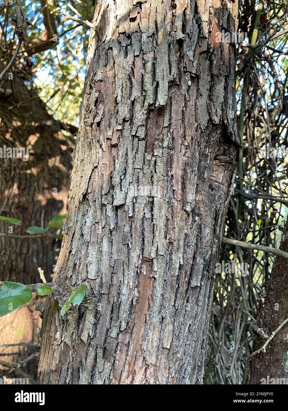 Gum bumelia (Sideroxylon lanuginosum Stock Photo - Alamy