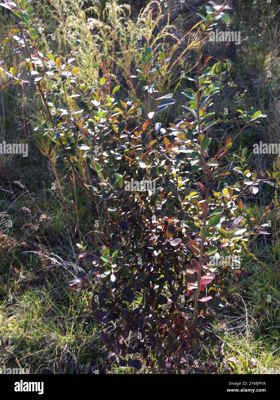 staggerbush (Lyonia mariana Stock Photo - Alamy