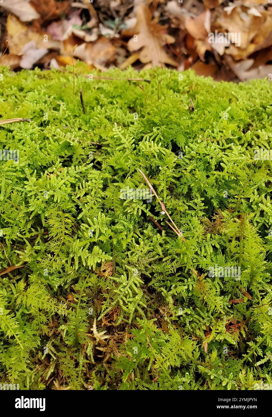 brocade moss (Callicladium imponens Stock Photo - Alamy