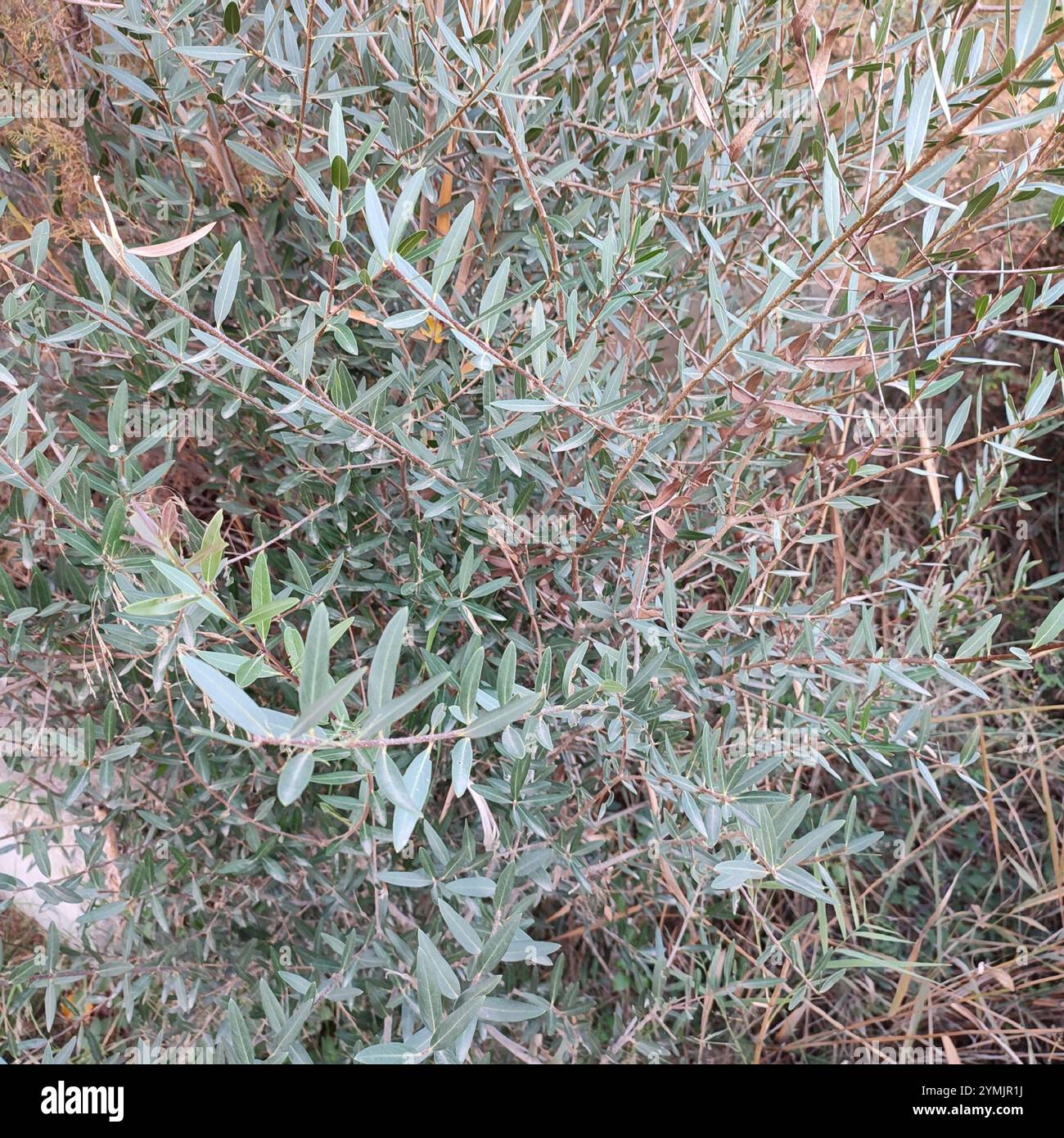 Narrow-leaved mock privet (Phillyrea angustifolia Stock Photo - Alamy