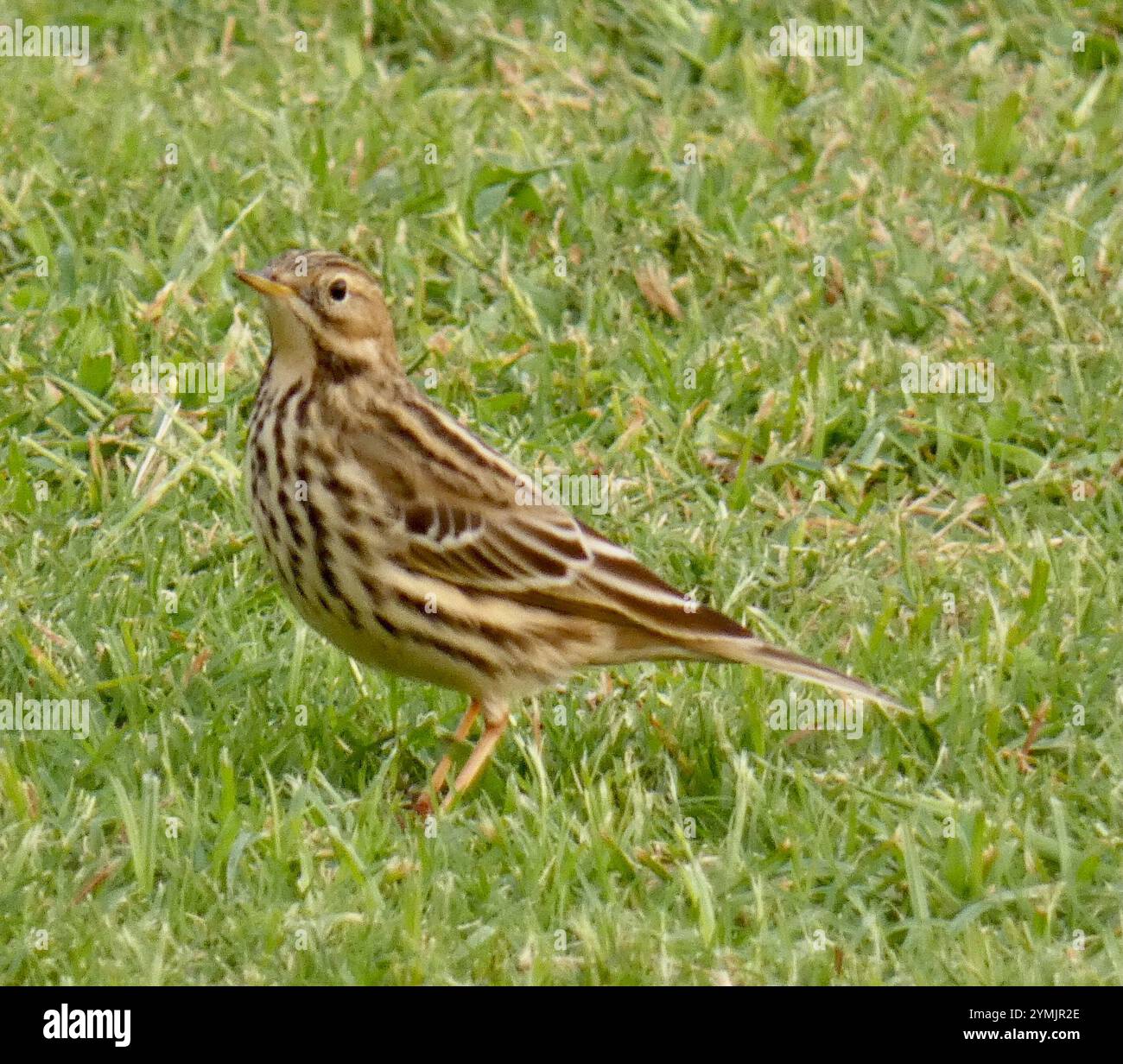 Red-throated Pipit (Anthus cervinus Stock Photo - Alamy