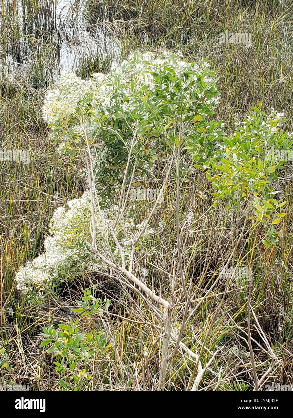 groundsel tree (Baccharis halimifolia Stock Photo - Alamy