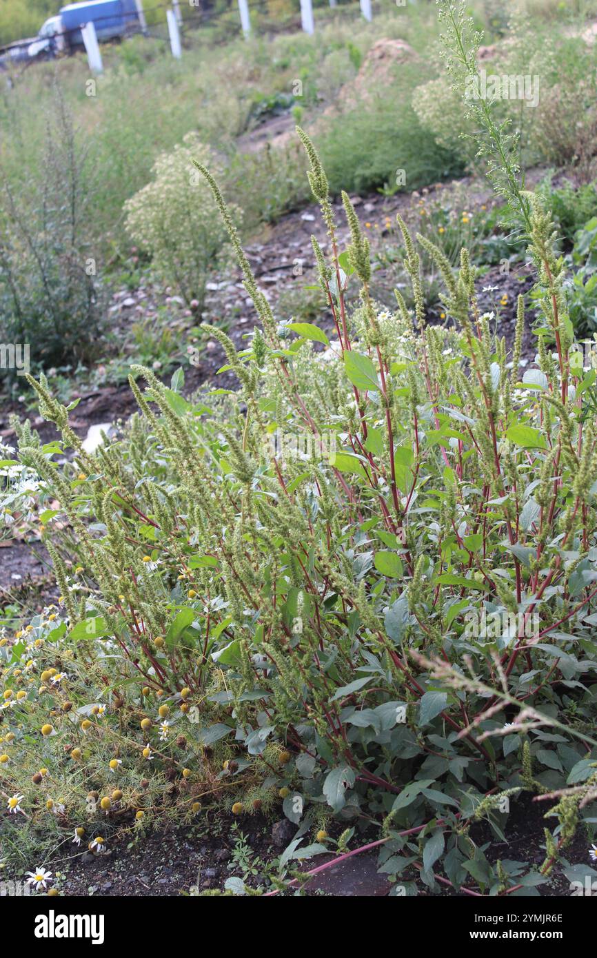 Amaranthus powellii hi-res stock photography and images - Alamy