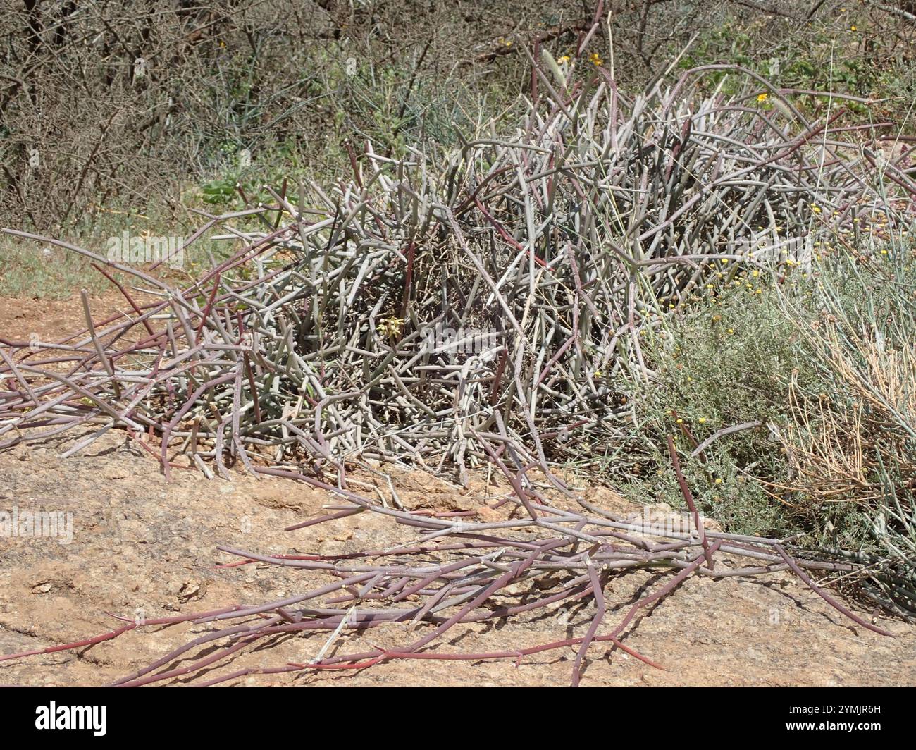 Caustic Vine (Cynanchum viminale Stock Photo - Alamy