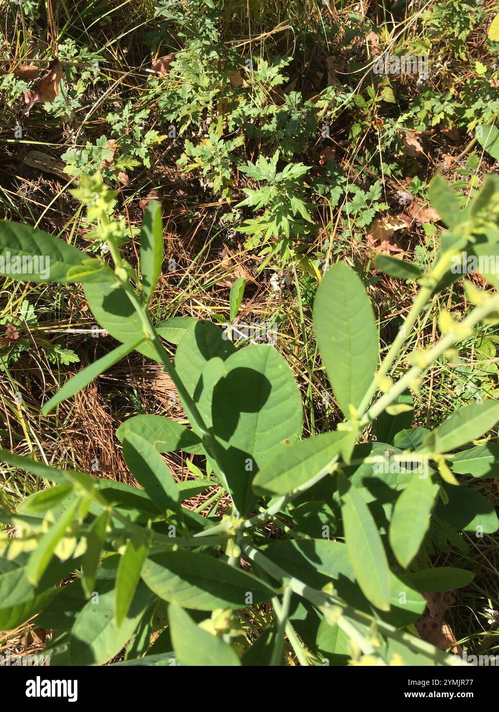 Showy Rattlebox (Crotalaria spectabilis Stock Photo - Alamy