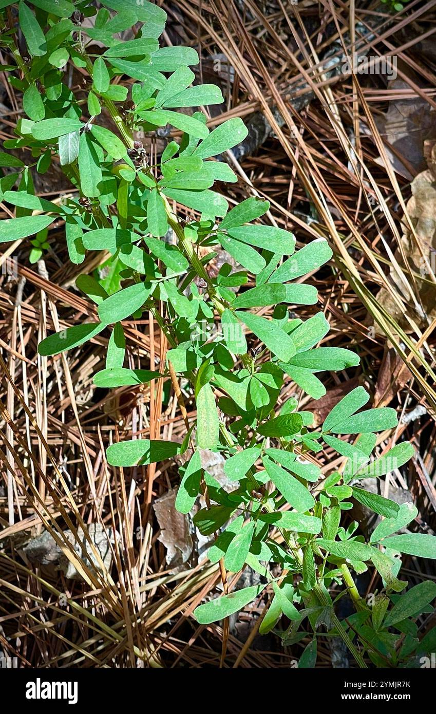 Chinese bushclover (Lespedeza cuneata Stock Photo - Alamy