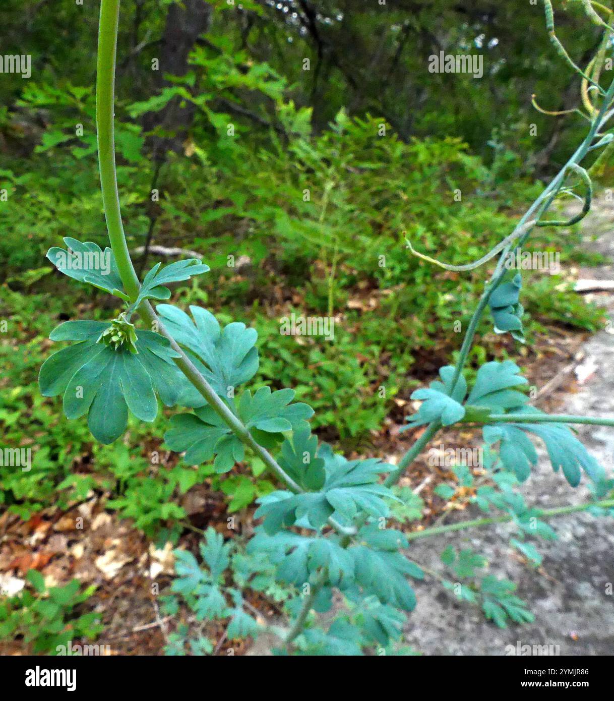 Capnoides sempervirens hi-res stock photography and images - Alamy