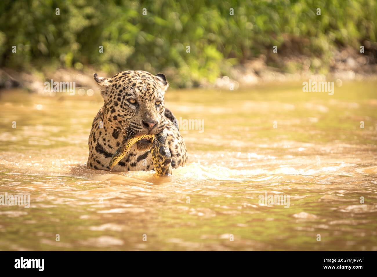 jaguar dragging snake kill through river in Pantanal Brazil Stock Photo ...
