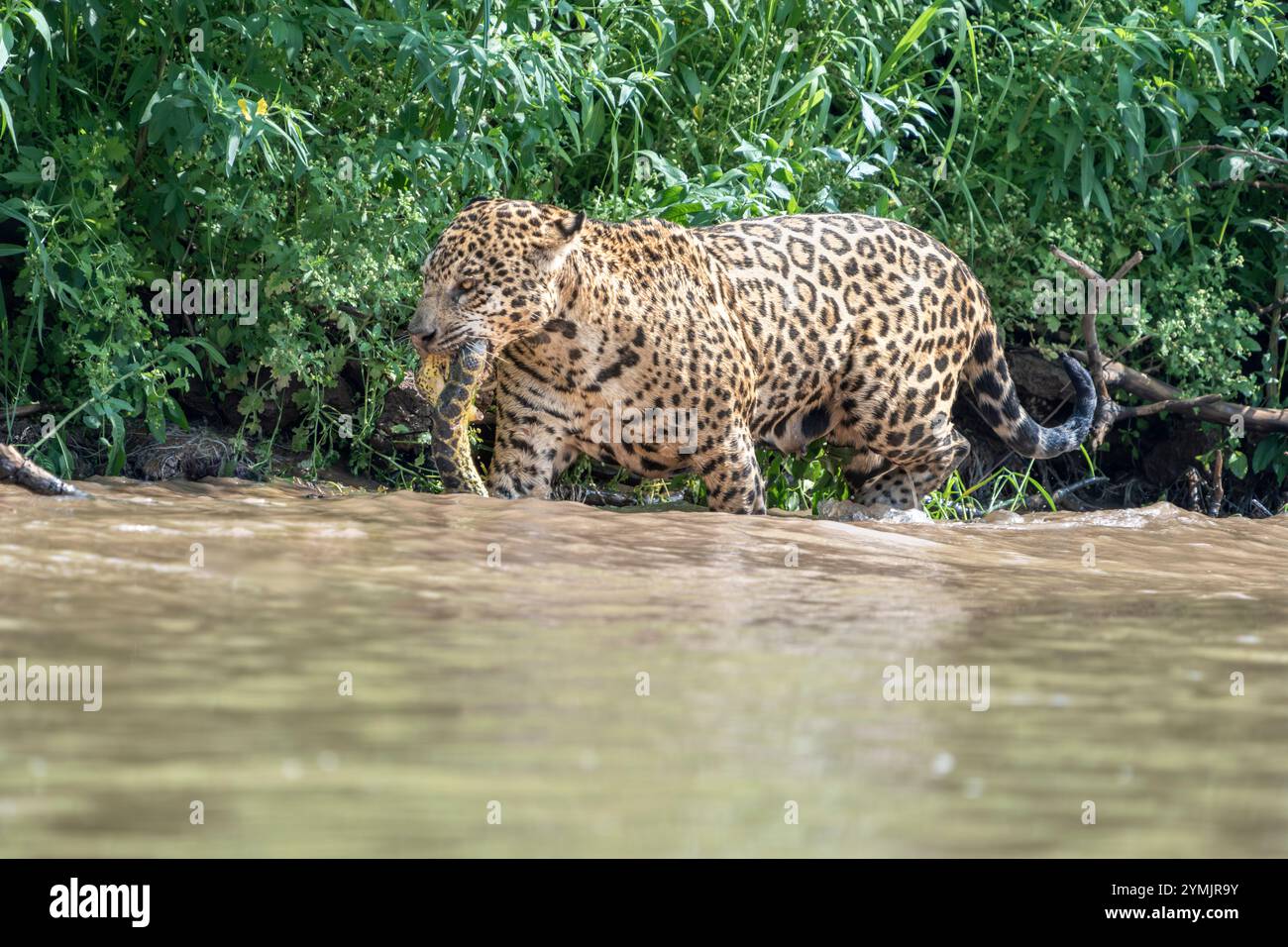 jaguar dragging snake kill through river in Pantanal Brazil Stock Photo ...