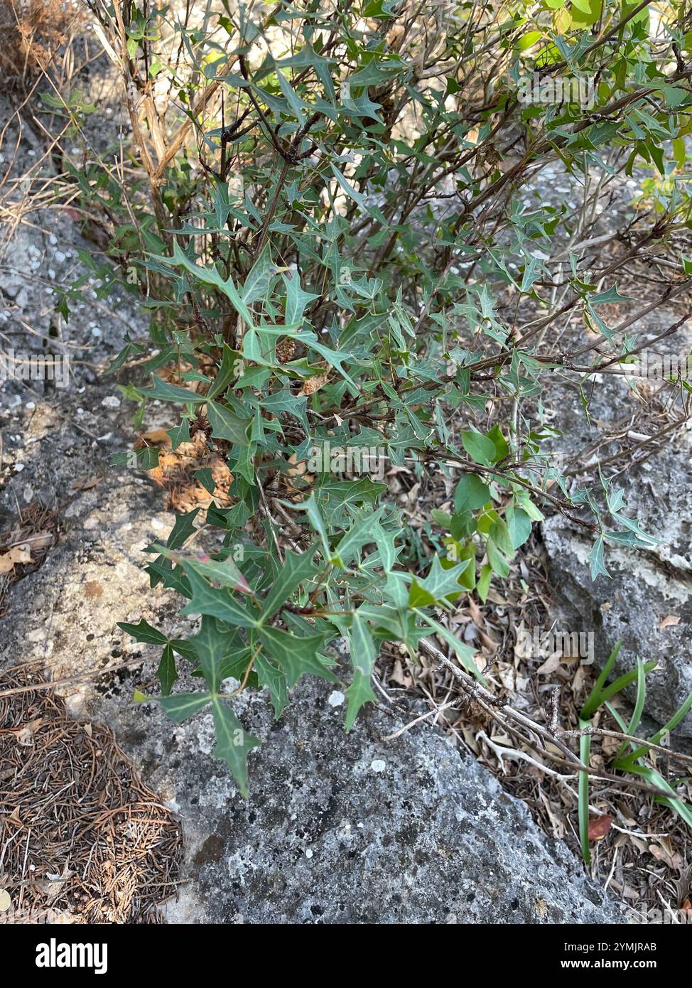 Agarita (Berberis trifoliolata Stock Photo - Alamy