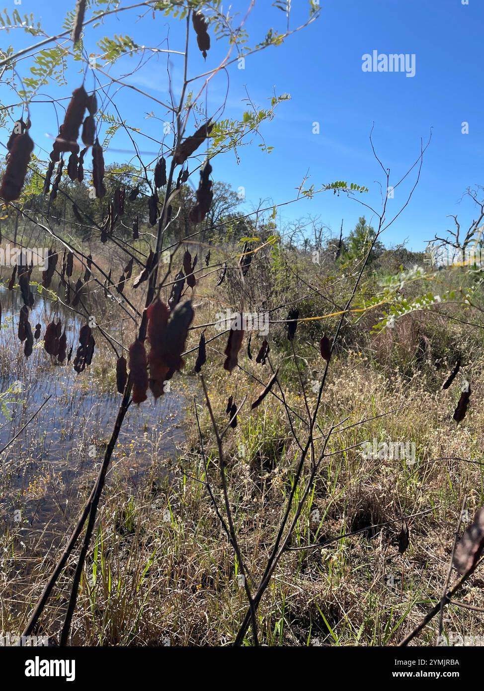 Rattlebush (Sesbania drummondii Stock Photo - Alamy