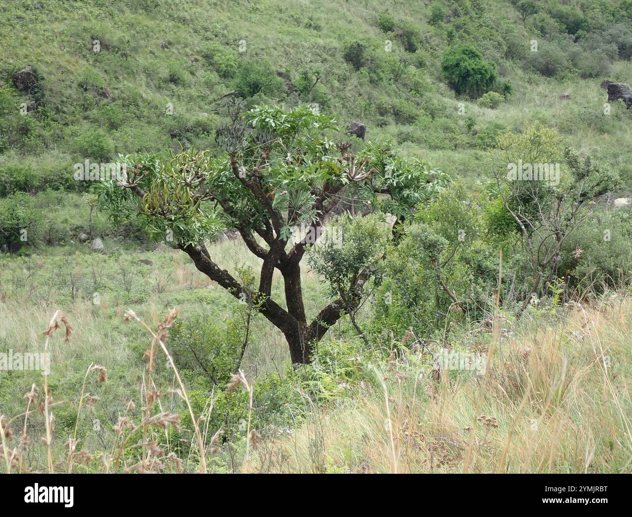Cabbage tree (Cussonia spicata Stock Photo - Alamy