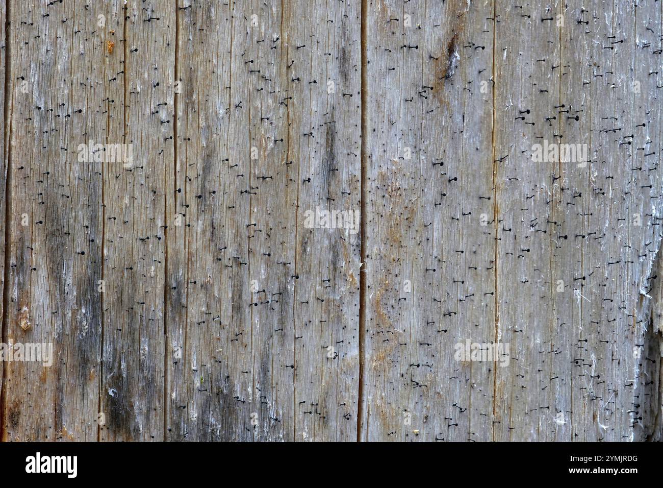 Mycocalicium subtile hi-res stock photography and images - Alamy