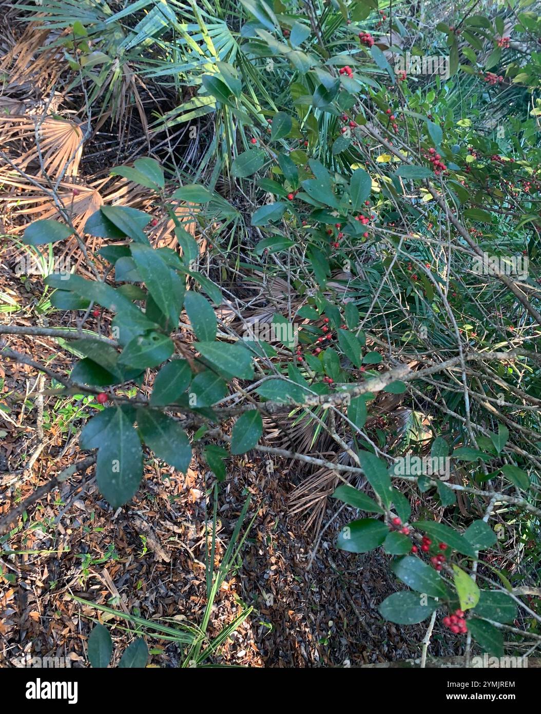 dahoon holly (Ilex cassine Stock Photo - Alamy