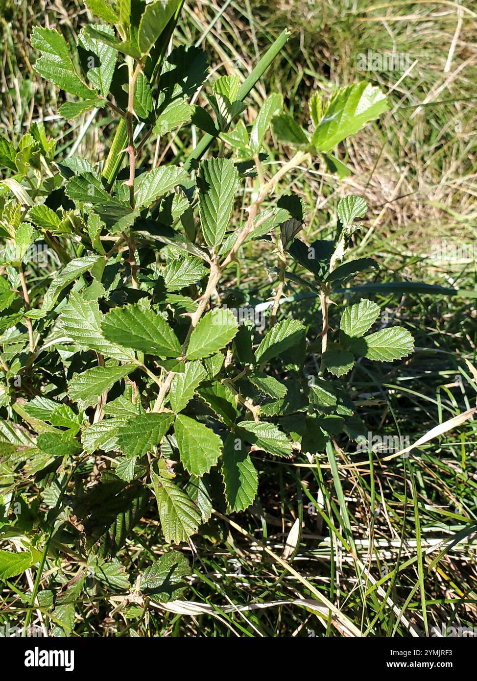 Rubus cuneifolius hi-res stock photography and images - Alamy