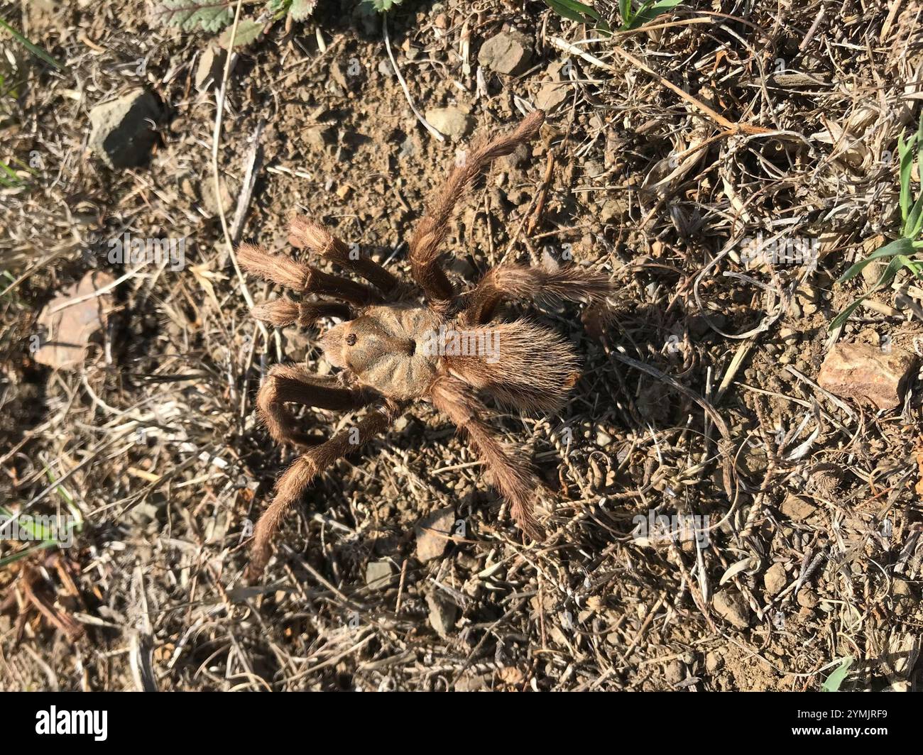 Desert Tarantula (Aphonopelma iodius Stock Photo - Alamy