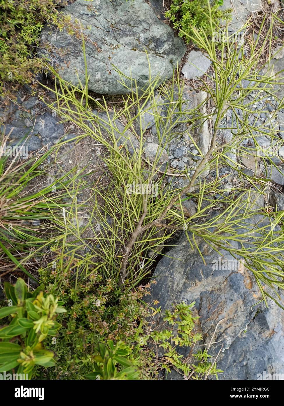 New Zealand common broom (Carmichaelia australis Stock Photo - Alamy