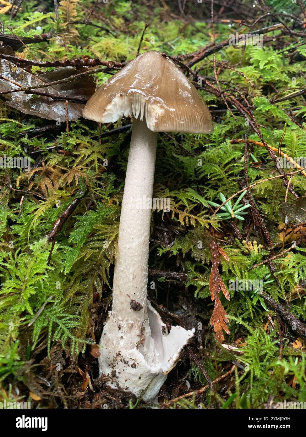 Basidiomycete Fungi (Basidiomycota Stock Photo - Alamy