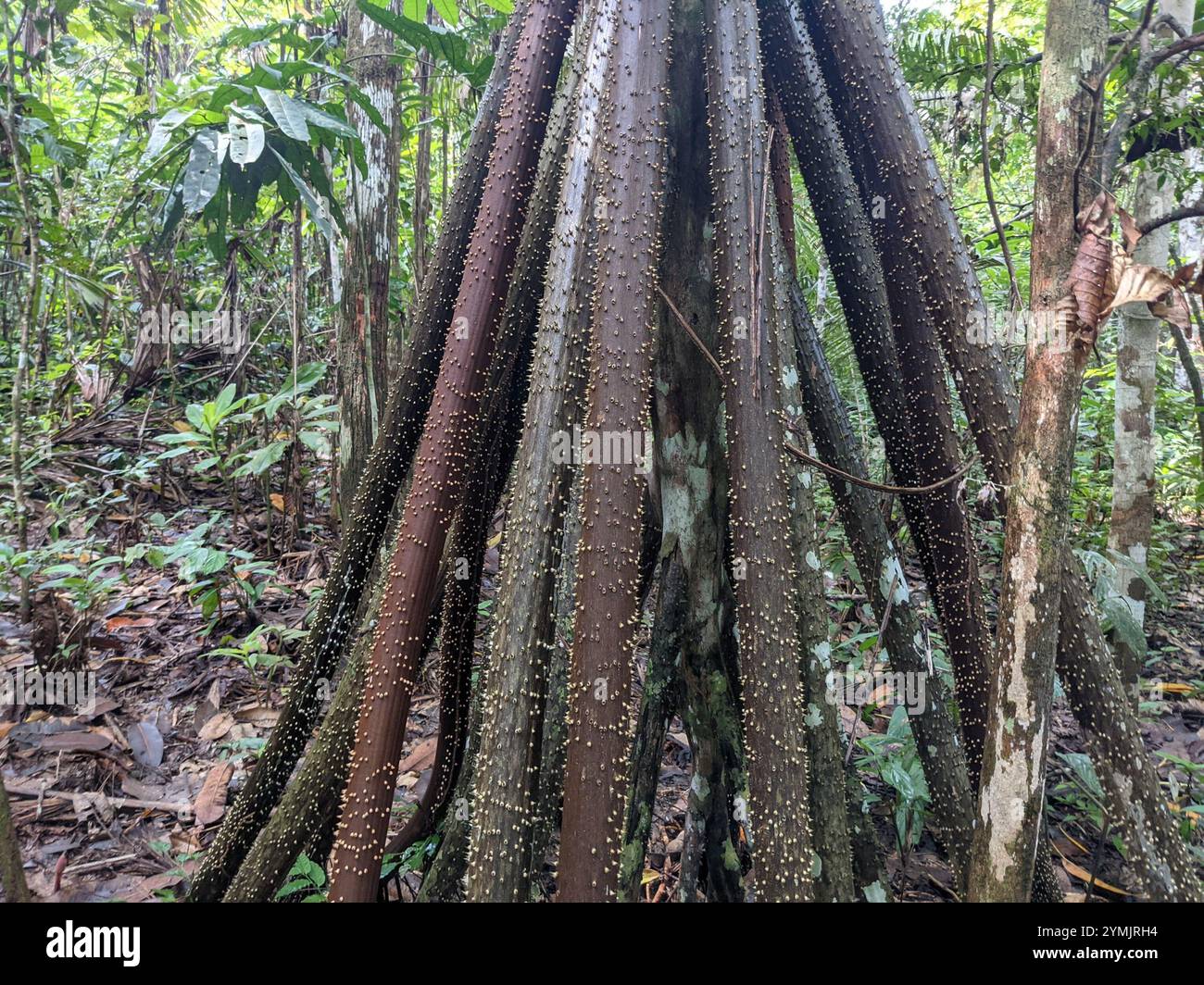 walking palm (Socratea exorrhiza Stock Photo - Alamy