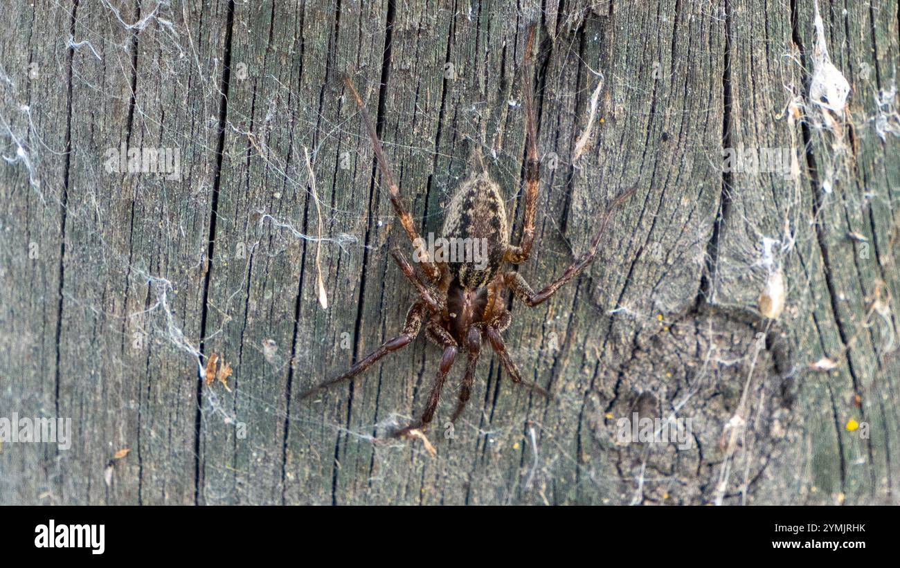 Grass Spiders (Agelenopsis Stock Photo - Alamy