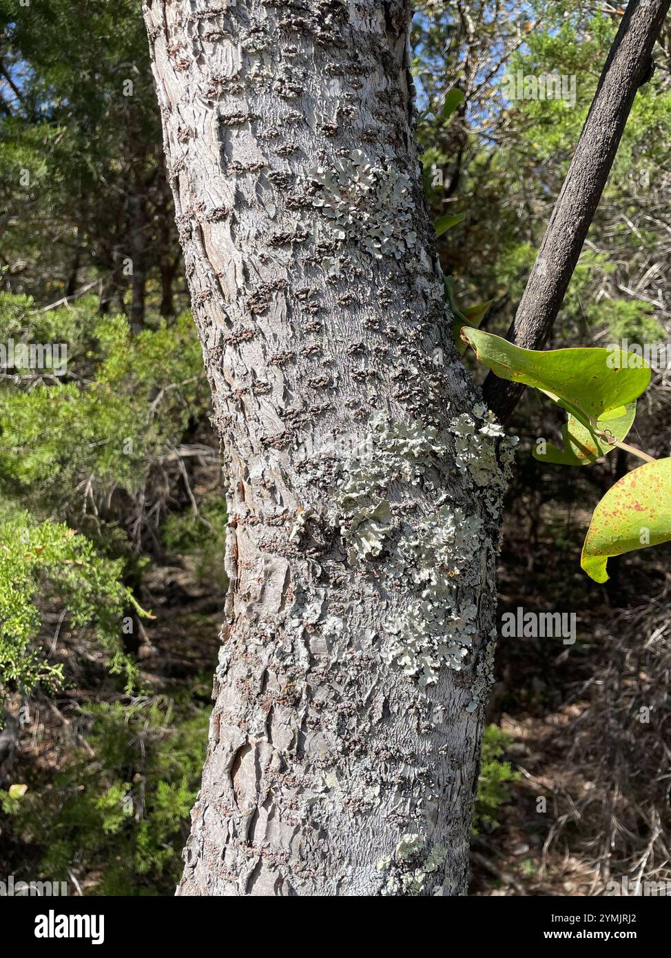 Prairie flameleaf sumac (Rhus lanceolata Stock Photo - Alamy