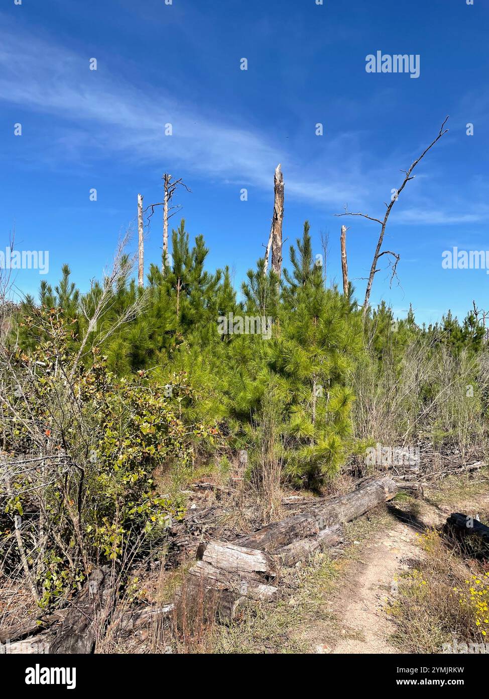 loblolly pine (Pinus taeda Stock Photo - Alamy
