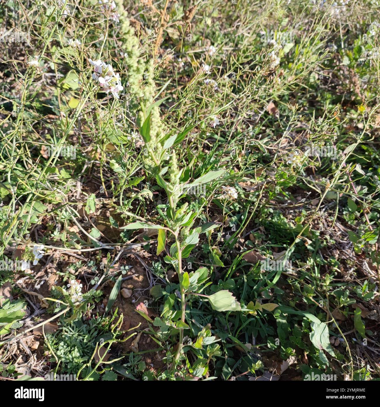 Common Lambsquarters (Chenopodium album Stock Photo - Alamy