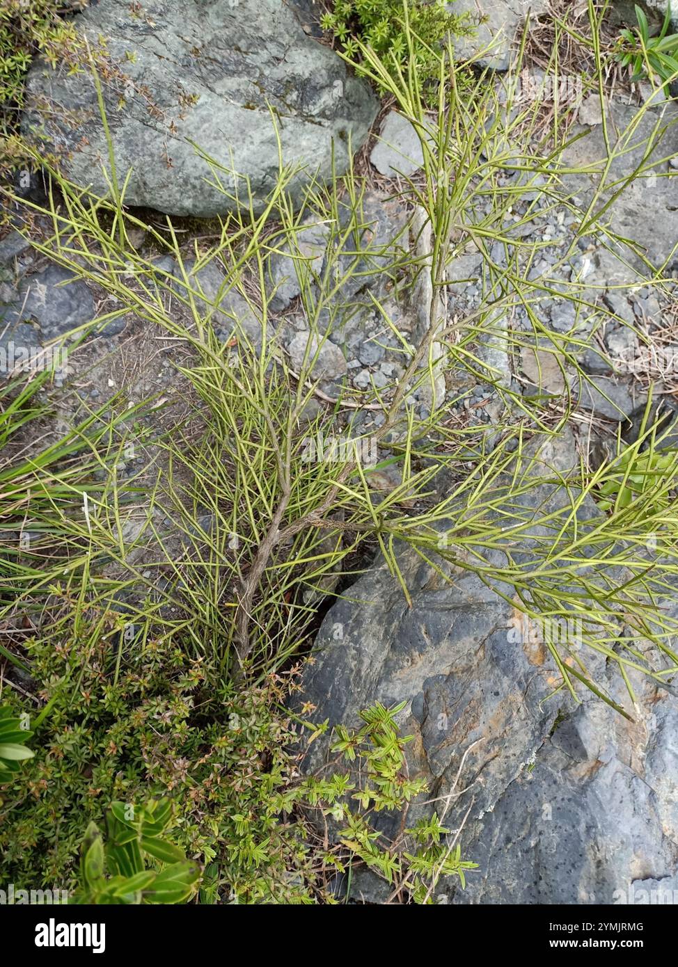 New Zealand common broom (Carmichaelia australis Stock Photo - Alamy