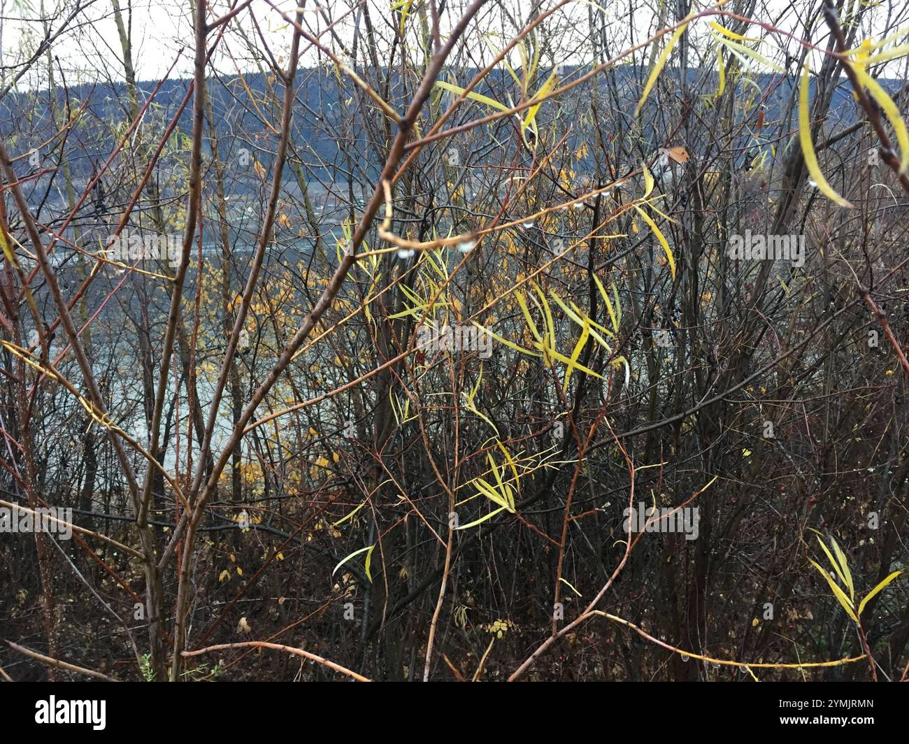interior sandbar willow (Salix interior Stock Photo - Alamy