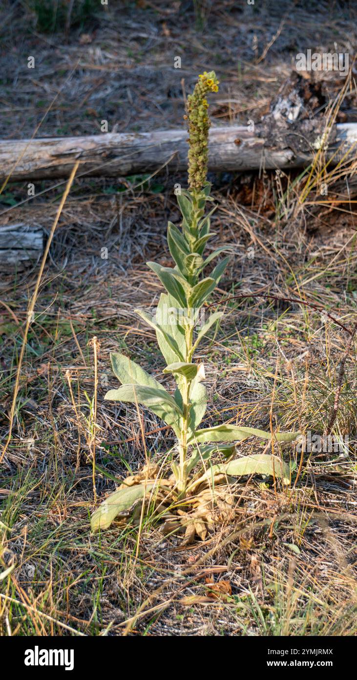 great mullein (Verbascum thapsus Stock Photo - Alamy