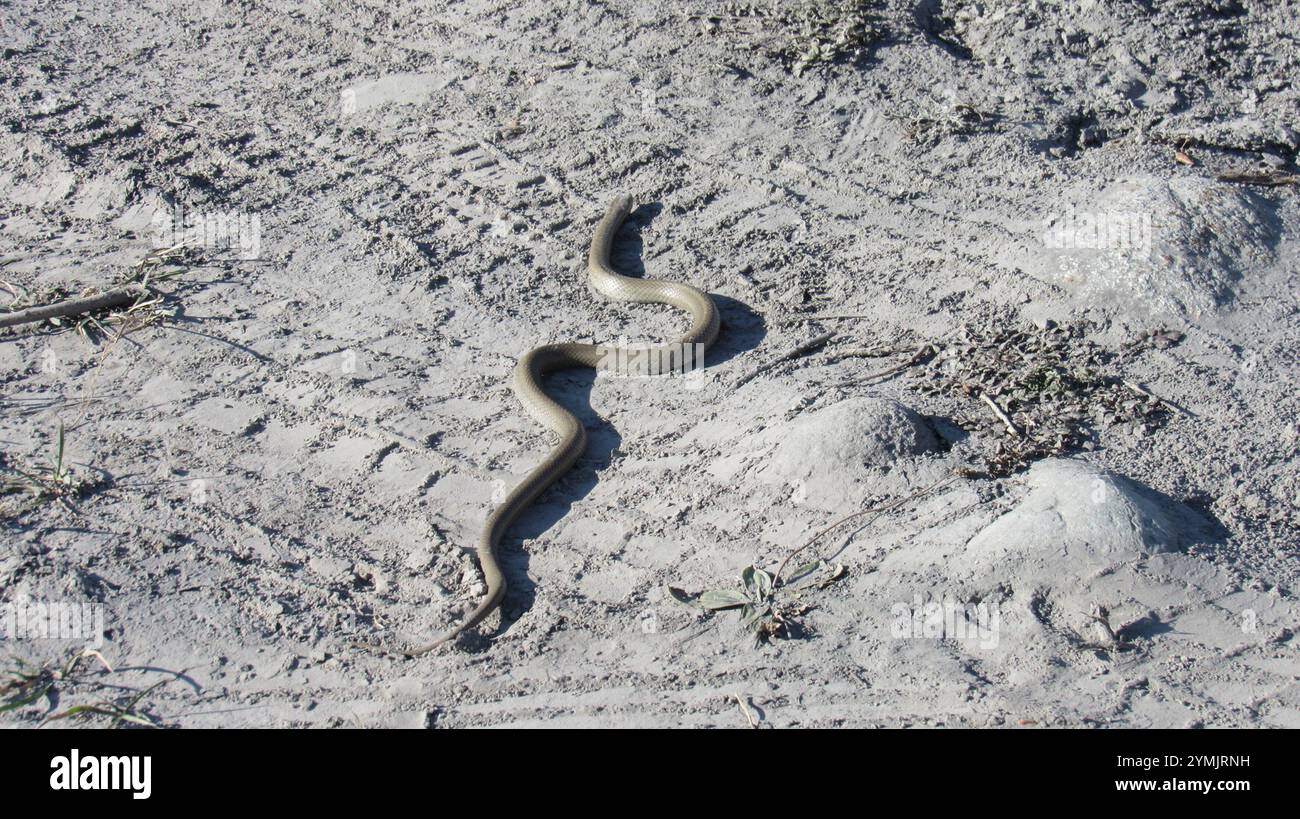Smooth Snake (Coronella austriaca Stock Photo - Alamy