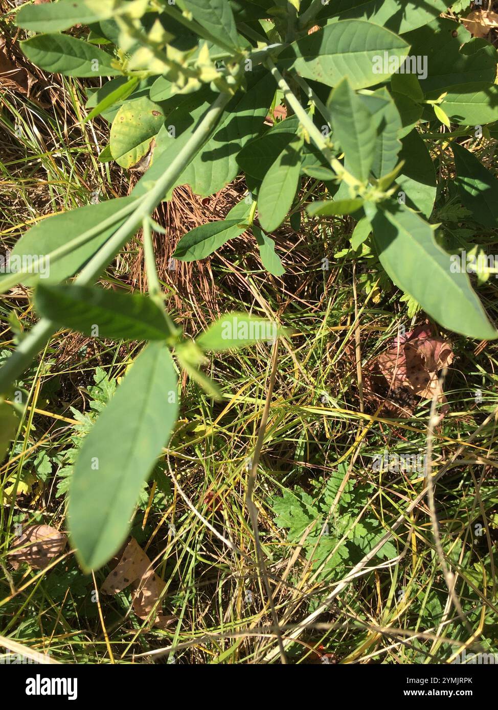 Showy Rattlebox (Crotalaria spectabilis Stock Photo - Alamy