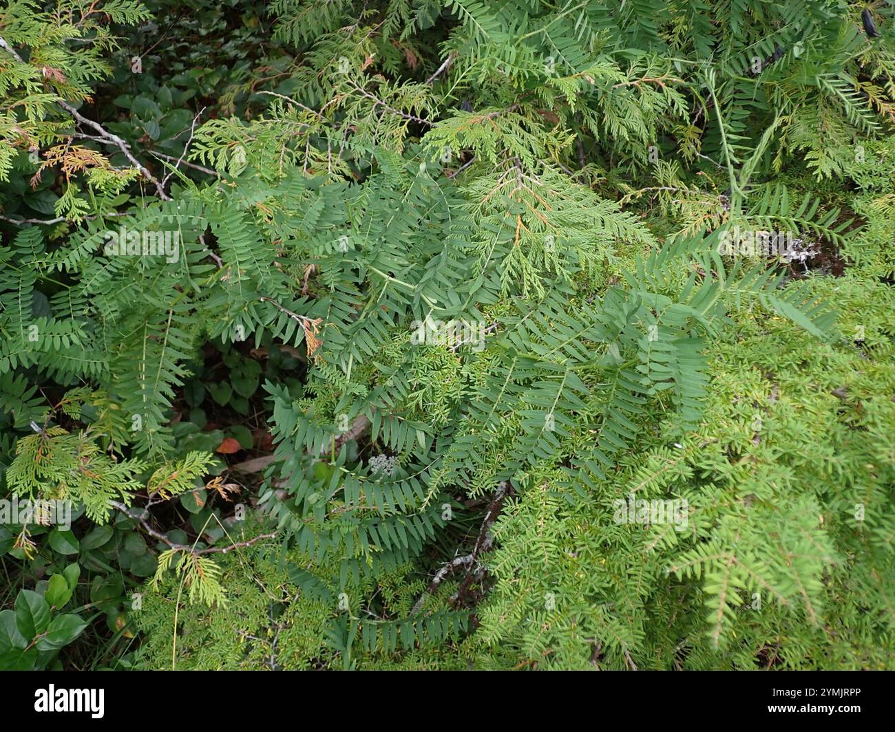 giant vetch (Vicia gigantea Stock Photo - Alamy
